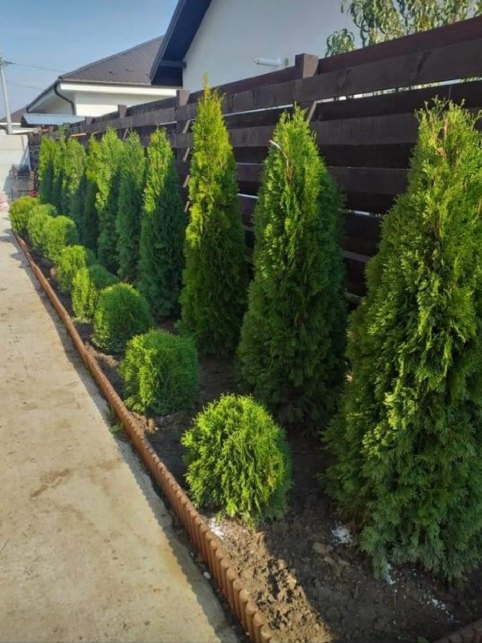 Arbuști și Plante Ornamentale Gradină – Amenajari Gradini Luca